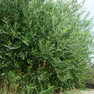 10 CANINO OLIVE TREE Olea Europaea Canino Edible European Common Green ...
