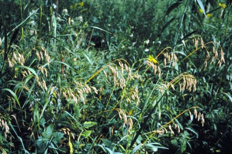 100 PRAIRIE BROME Arctic Brome Ornamental Grass Bromus Kalmii Seeds - Etsy