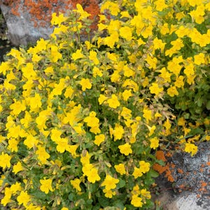 250 YELLOW MONKEY FLOWER Mimulus Grandiflorus Perennial Flower Seeds - Etsy