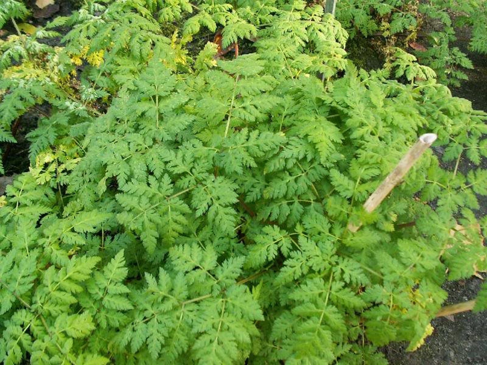 20 SWEET CICELY Myrrhis Odorata Herb Fragrant Flower Licorice - Etsy