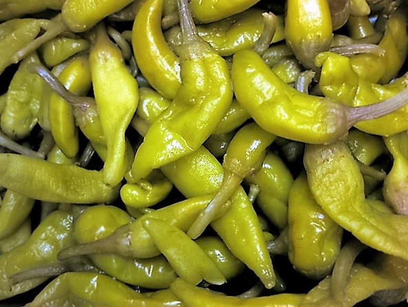 50 GREEK GOLDEN PEPPER Pepperoncini Gold Yellow Capsicum - Etsy