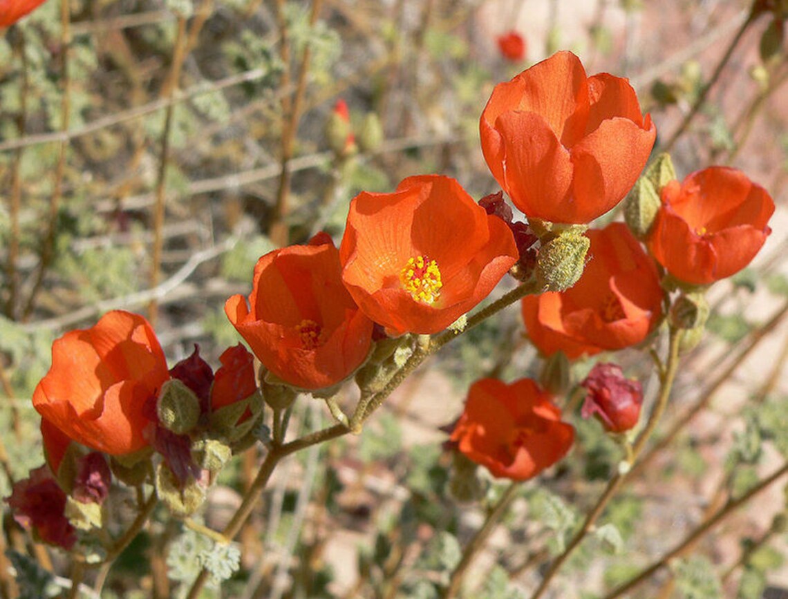 20 Apricot DESERT GLOBEMALLOW Mallow Sphaeralcea Ambigua | Etsy