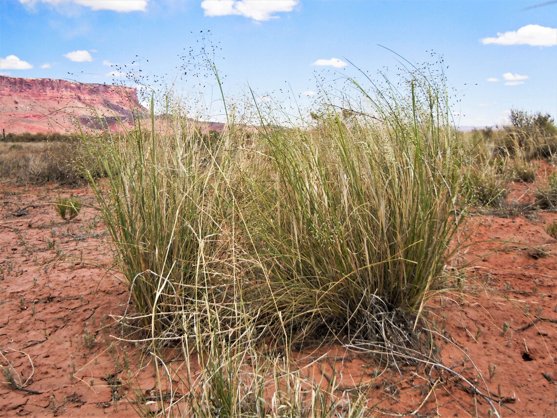 500 INDIAN RICEGRASS Nezpar Oryzopsis Hymenoides Stipa Sand | Etsy