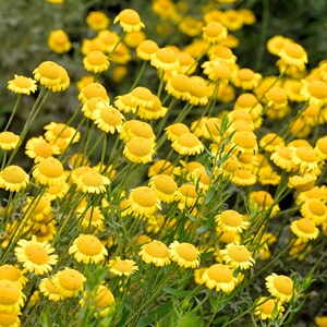 250 GOLDEN MARGUERITE DAISY Dyer's Yellow Chamomile Anthemis Tinctoria ...