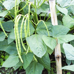 100 LADY COWPEA Cow Pea Southern Pea Vigna Unguiculata Legume White ...