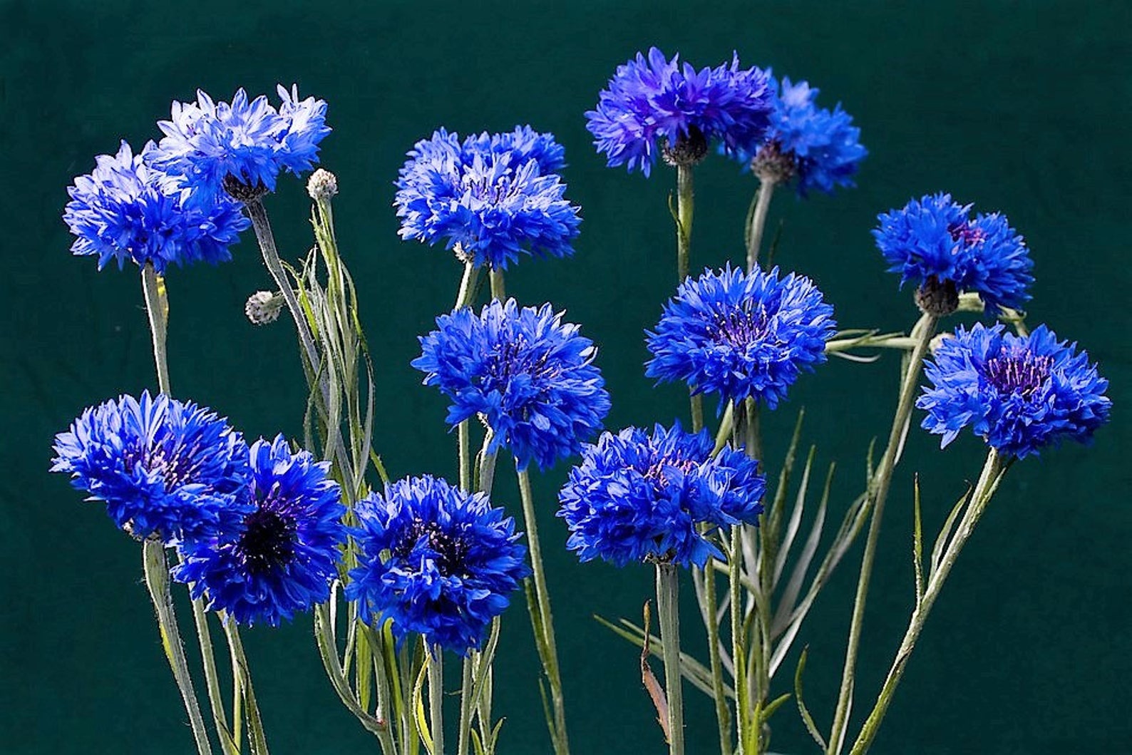 1000 Dwarf Blue BACHELORS BUTTON CORNFLOWER Centaurea Cyanus - Etsy