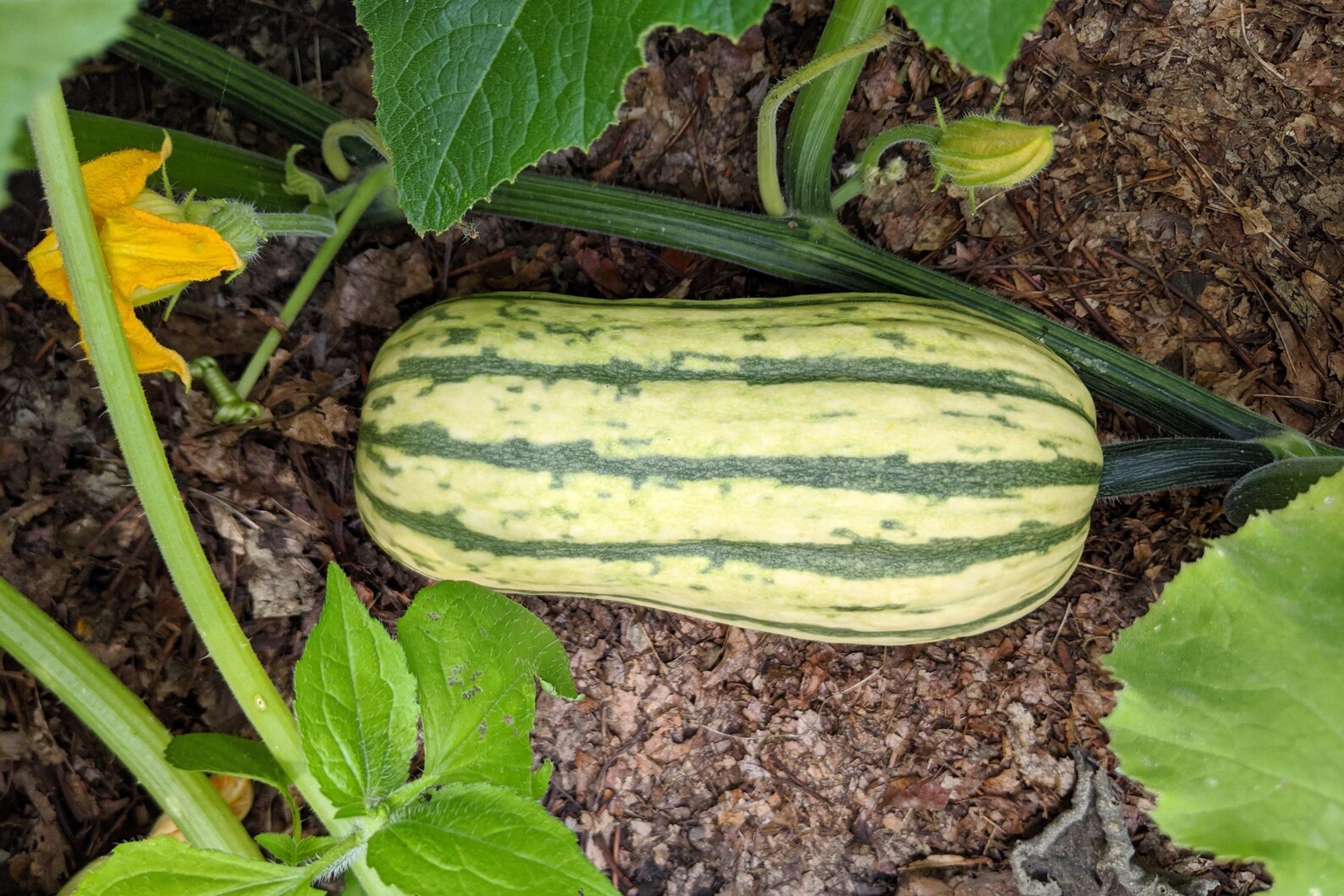 50 DELICATA SQUASH Striped Sweet Potato Cucurbita Pepo Vegetable Seeds ...