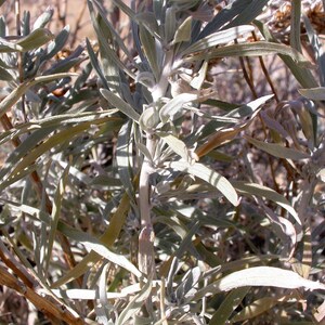 100 SILVER SAGEBRUSH Artemisia Cana Dwarf Sagebrush / Silver Wormwood ...