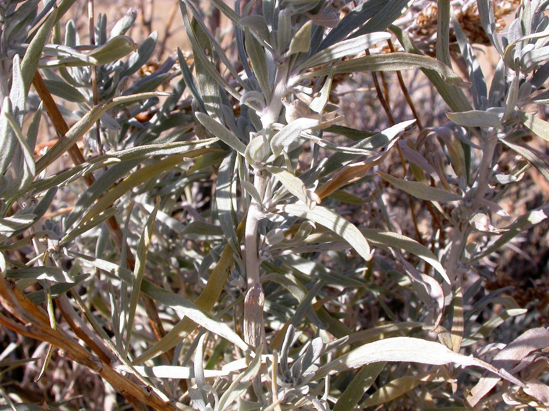 100 SILVER SAGEBRUSH Artemisia Cana Dwarf Sagebrush / Silver Wormwood ...
