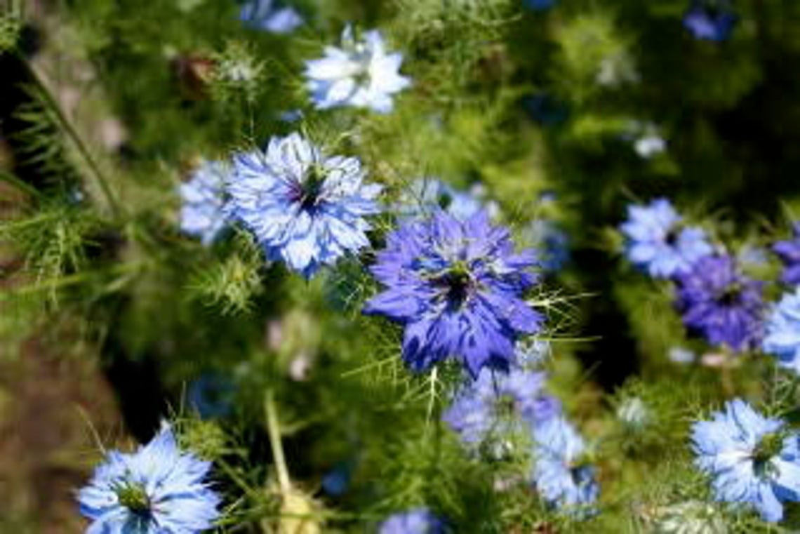 500 LOVE IN A MIST Miss Jekyll Blue Fennel Flower Nigella - Etsy