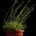 50 PURPLE ROBE SAXIFRAGA Saxifraga Arendsii Moss Rockfoil Evergreen ...