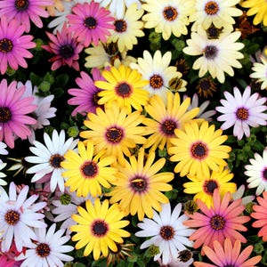 20 MIXED COLORS OSTEOSPERMUM Ecklonis African Cape Daisy Flower Seeds ...