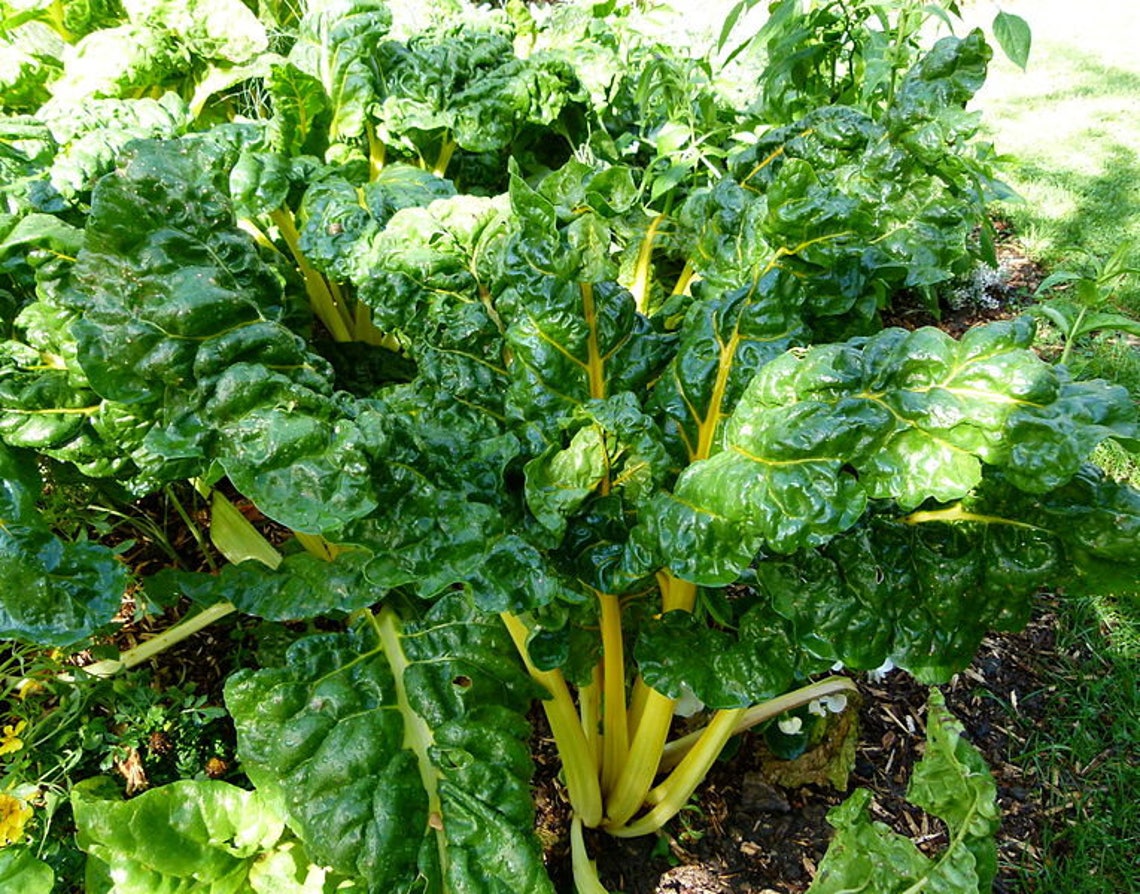 40 Yellow CANARY SWISS CHARD Beta Vulgaris Perpetual Spinach - Etsy