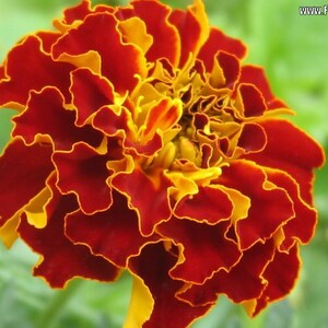 500 Mixed Colors FANCY MIX Pot MARIGOLD Calendula Officinalis Flower ...
