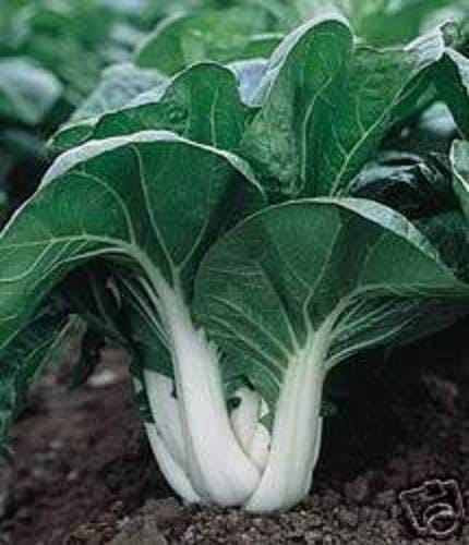 2000 CANTON PAK CHOI (bok Choy / Chinese Cabbage) Brassica Rapa ...