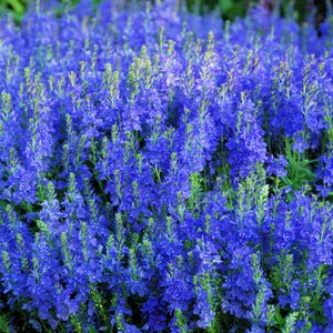 75 ROYAL BLUE SPEEDWELL Veronica Austriaca Teucrium Flower Seeds - Etsy