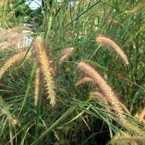 150 SWEET VERNAL GRASS Sweet Grass Vanilla Grass Anthoxanthum Odoratum ...