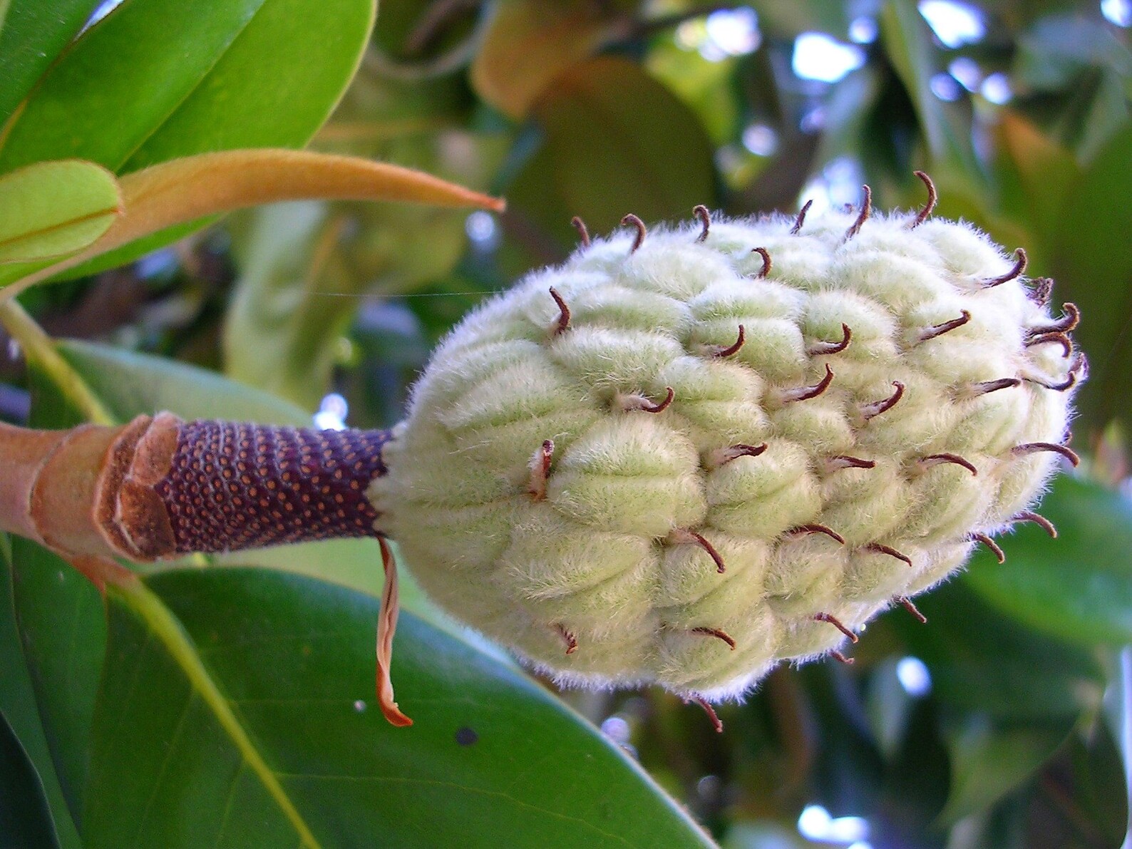 10 SWEETBAY MAGNOLIA Virginiana TREE Shrub Native Sweet Bay, White Bay ...