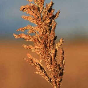 70 SUGAR DRIP SORGHUM Amber Cane Grain Sweet Syrup Vegetable Seeds - Etsy