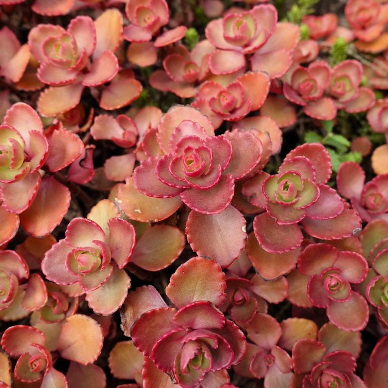 Red Sedum - Etsy