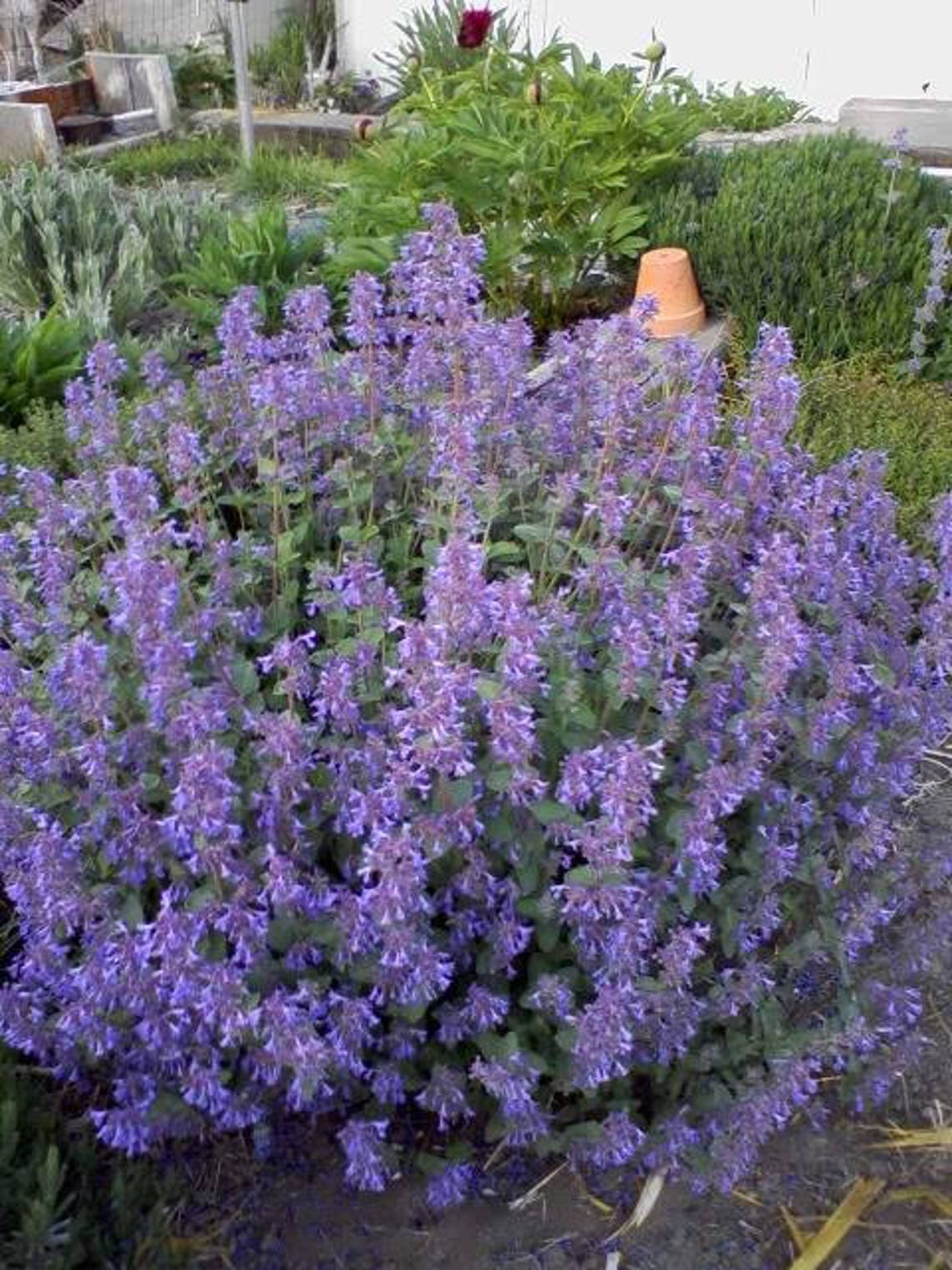 50 Blue CATMINT Nepeta Mussinii HERB Flower Seeds - Etsy Canada