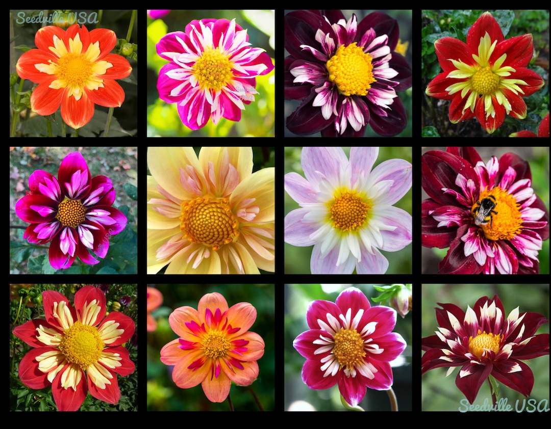 50 MIXED COLLARETTE DAHLIA Variabilis Two Tone Mix of Red Pink Purple ...