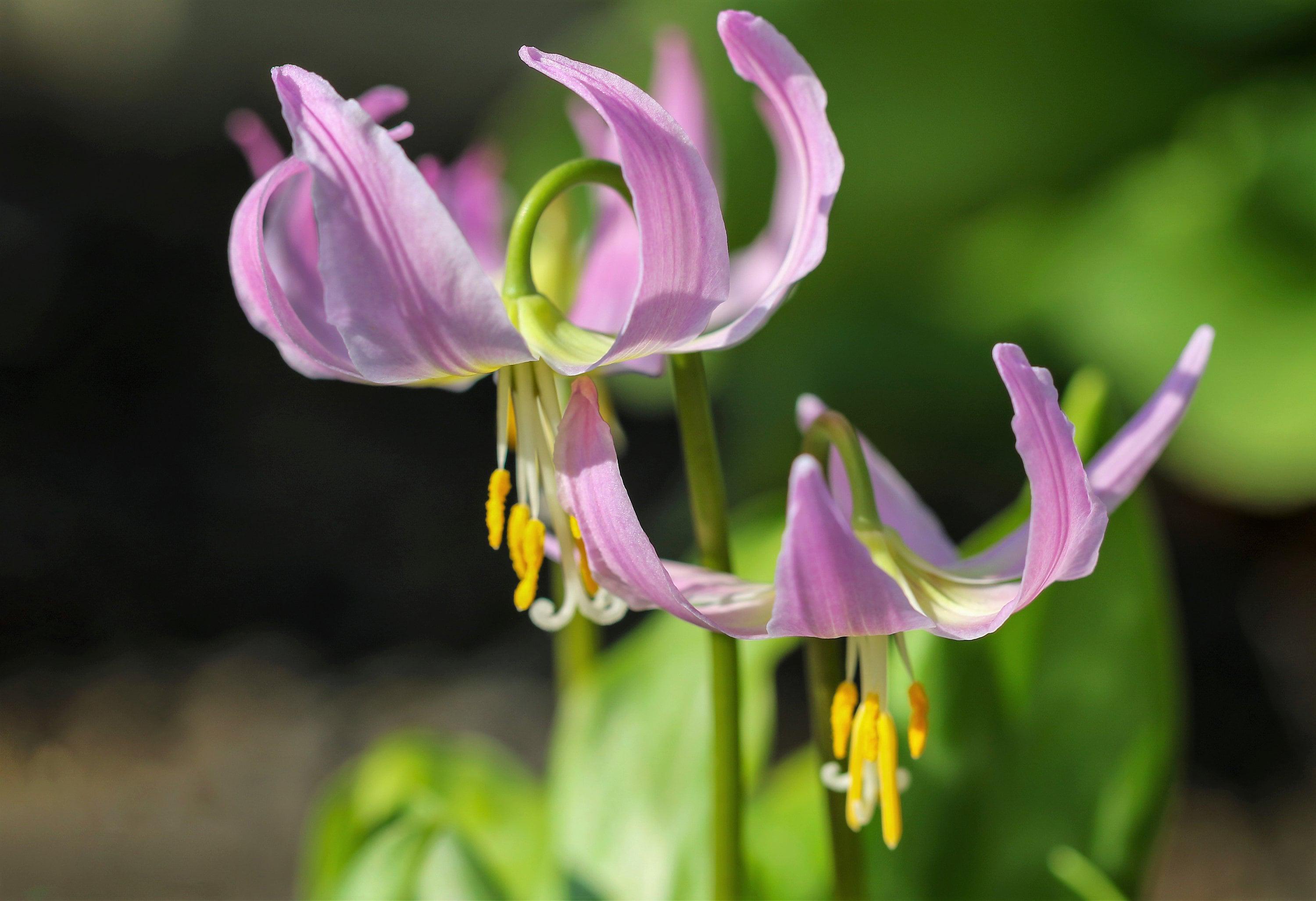 10 PINK FAWN LILY Aka Trout Lily, Avalanche Lily, & Dog's Tooth Violet ...