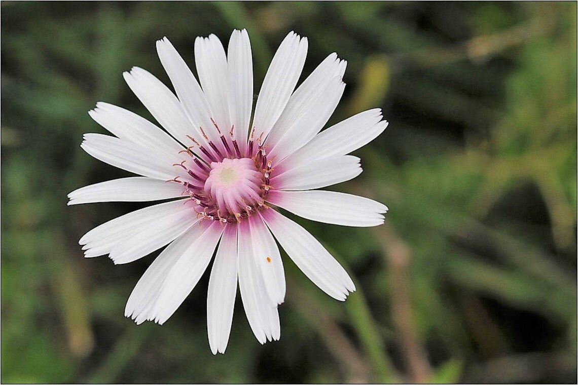 25 PINK HAWKSBEARD Crepis Rubra Flower Seeds Everlasting Daisy - Etsy ...