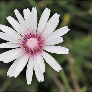 25 PINK HAWKSBEARD Crepis Rubra Flower Seeds Everlasting Daisy - Etsy ...