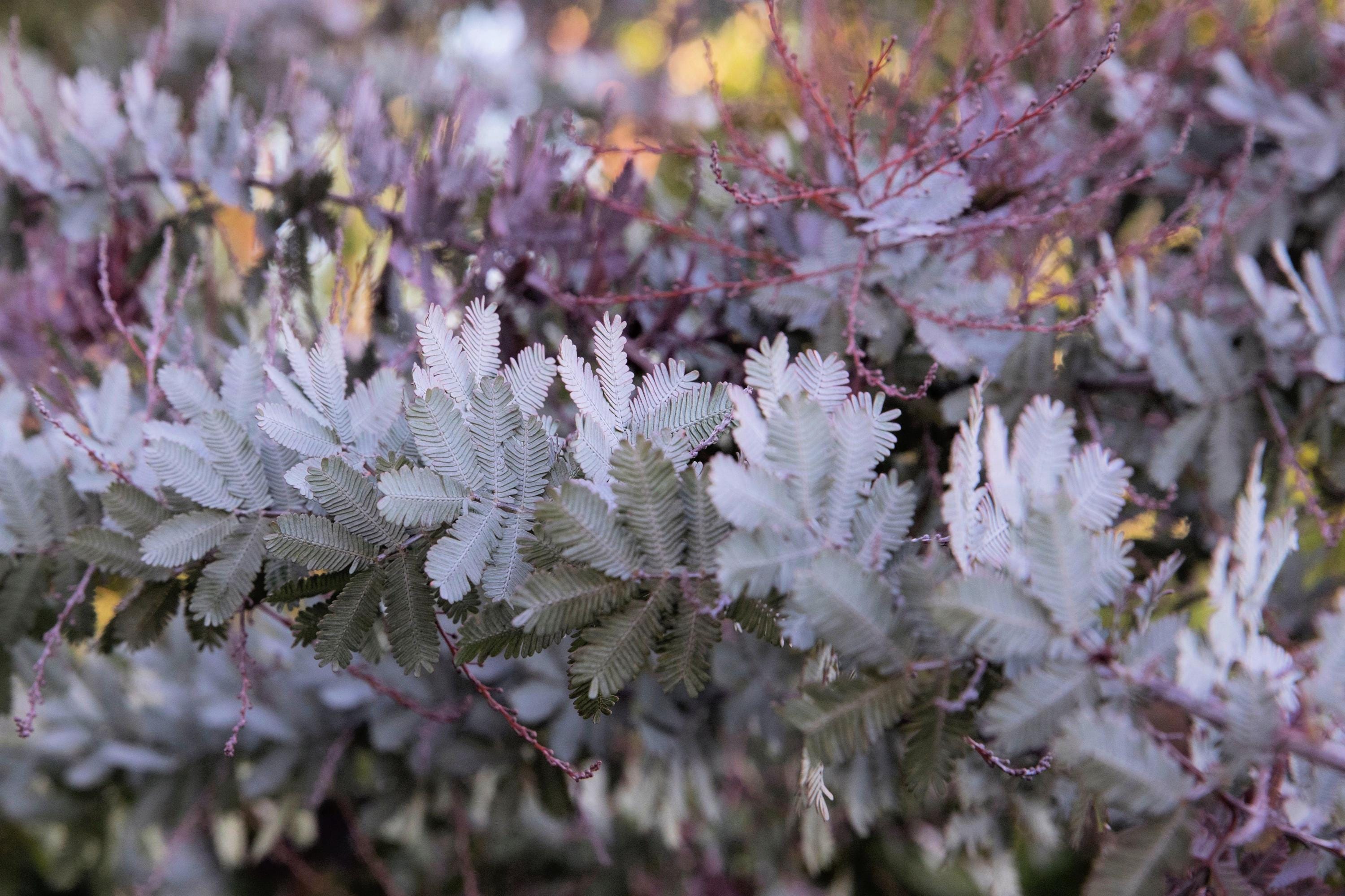 10 PURPLE ACACIA Baileyana Purpurea Fernleaf Mimosa Cootamundra Wattle ...