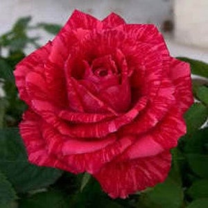 5 RED ROSE Rosa Bush Shrub Perennial Flower Seeds - Etsy