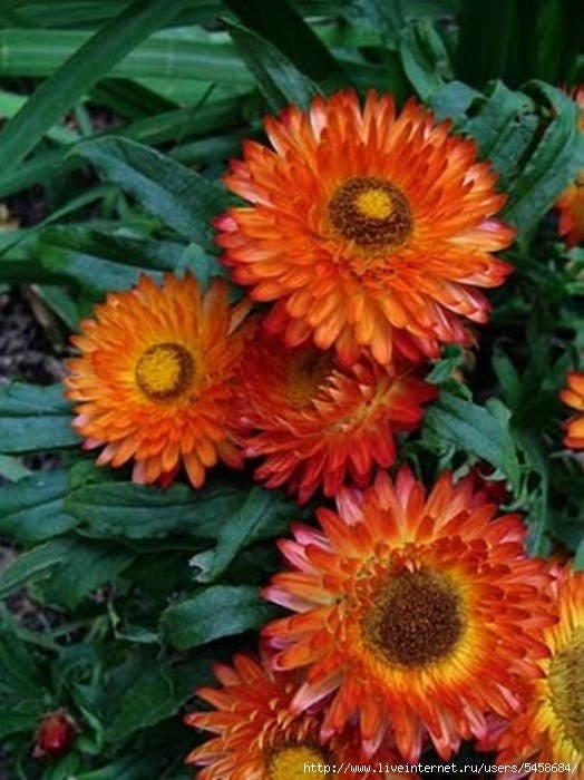 100 ORANGE DOUBLE STRAWFLOWER Helichrysum Monstrosum Flower | Etsy