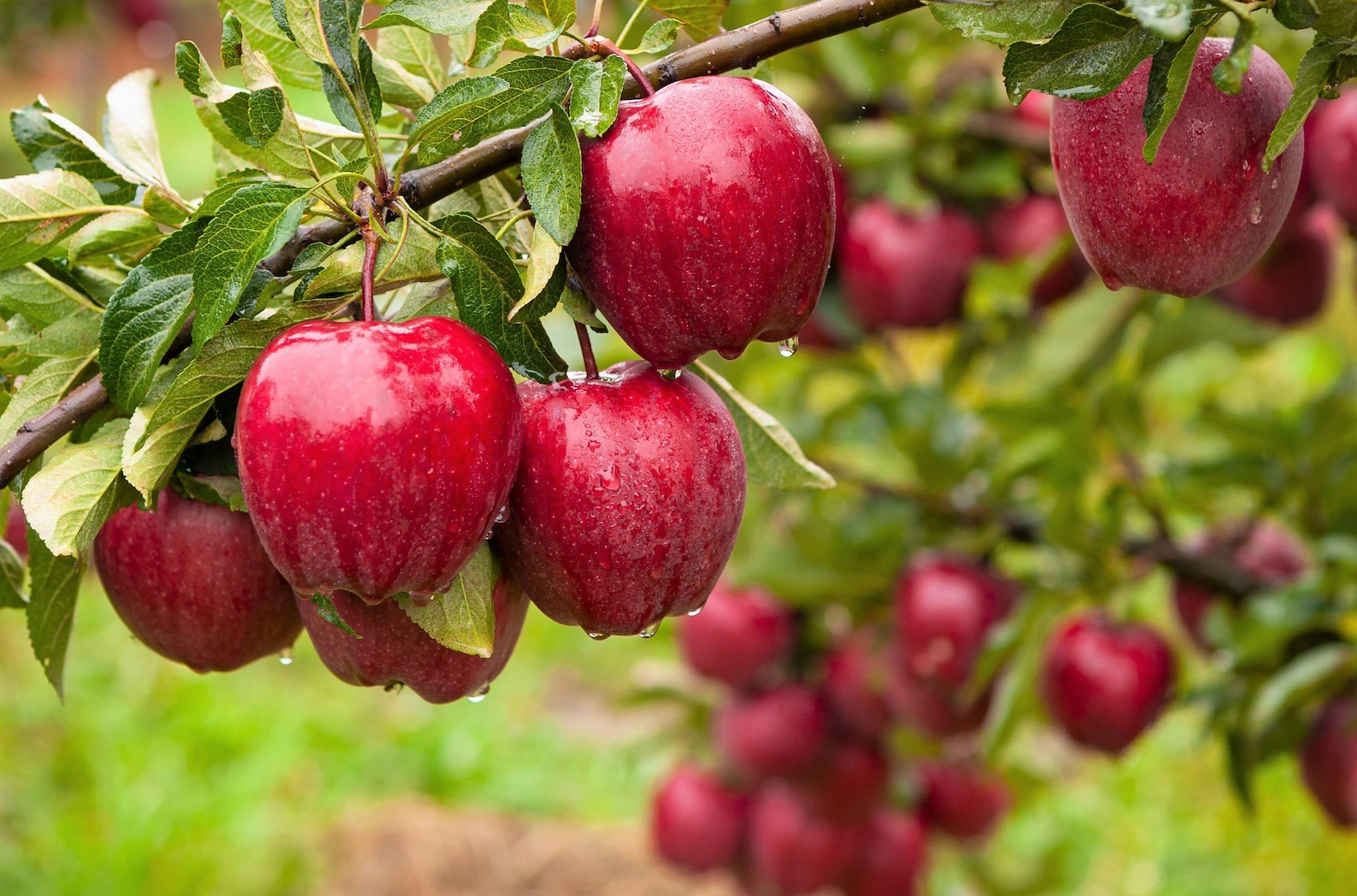 25 PARADISE APPLE Red Delicious Common Malus Pumila Domestica Fruit ...