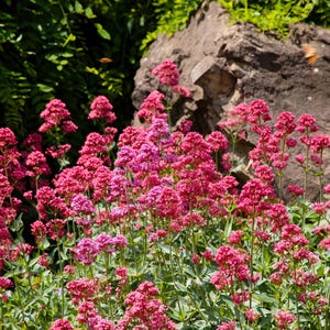 50 RED JUPITER'S BEARD Valerian Keys of Heaven Centranthus Ruber Flower ...