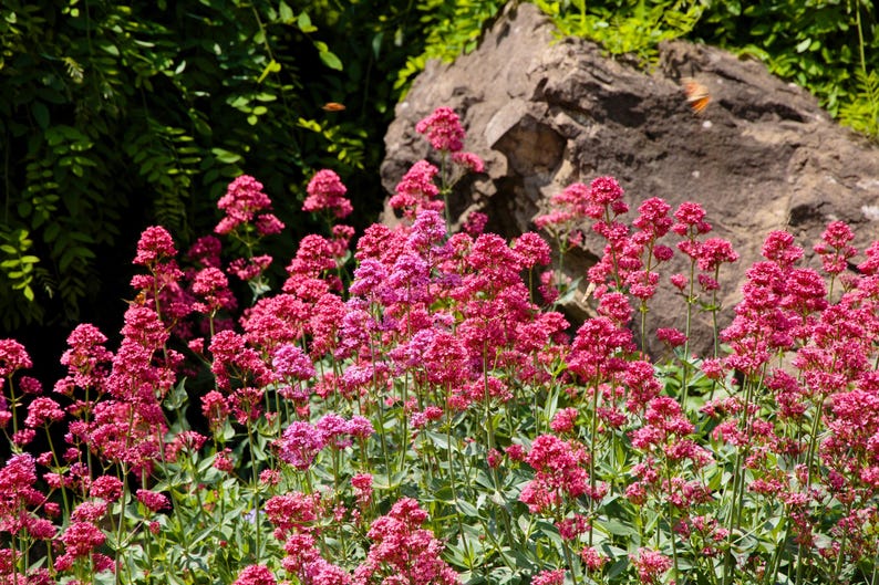 50 RED JUPITER'S BEARD Valerian Keys of Heaven Centranthus Ruber Flower ...