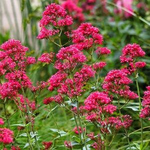 50 RED JUPITER'S BEARD Valerian Keys of Heaven Centranthus Ruber Flower ...