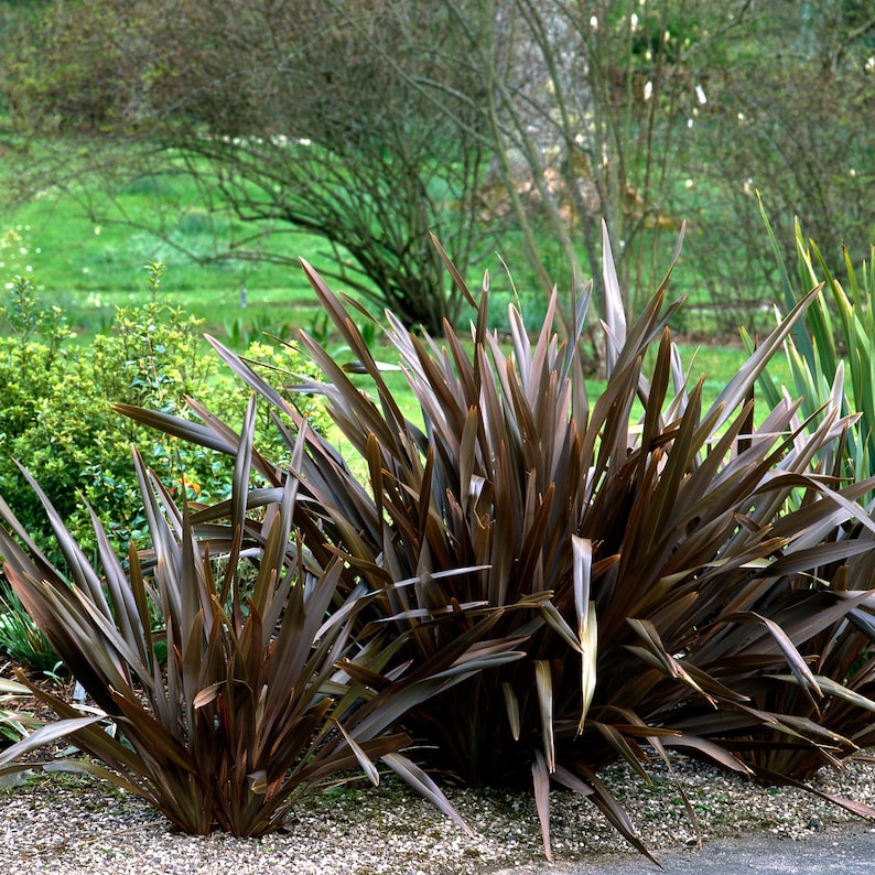 10 Purple NEW ZEALAND FLAX Phormium Tenax Purpureum Ornamental Grass ...