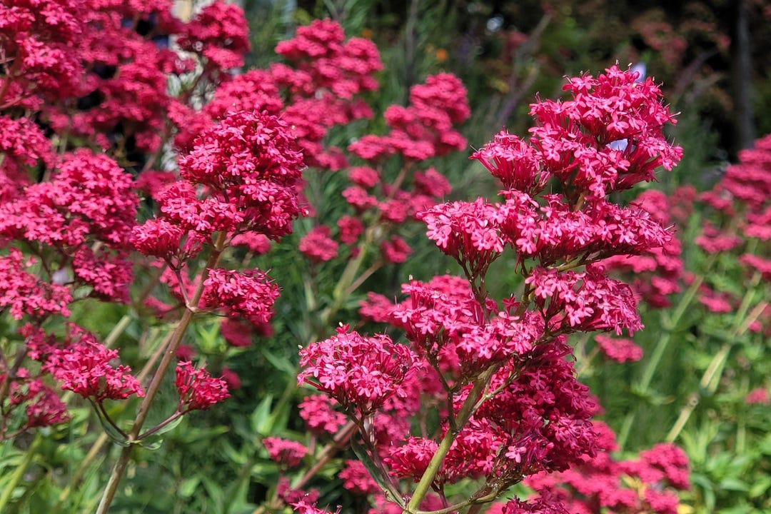 50 RED JUPITER'S BEARD Valerian Keys of Heaven Centranthus Ruber Flower ...