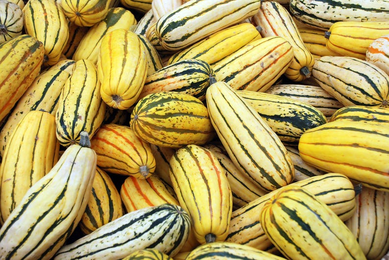 50 DELICATA SQUASH Striped Sweet Potato Cucurbita Pepo Vegetable Seeds ...