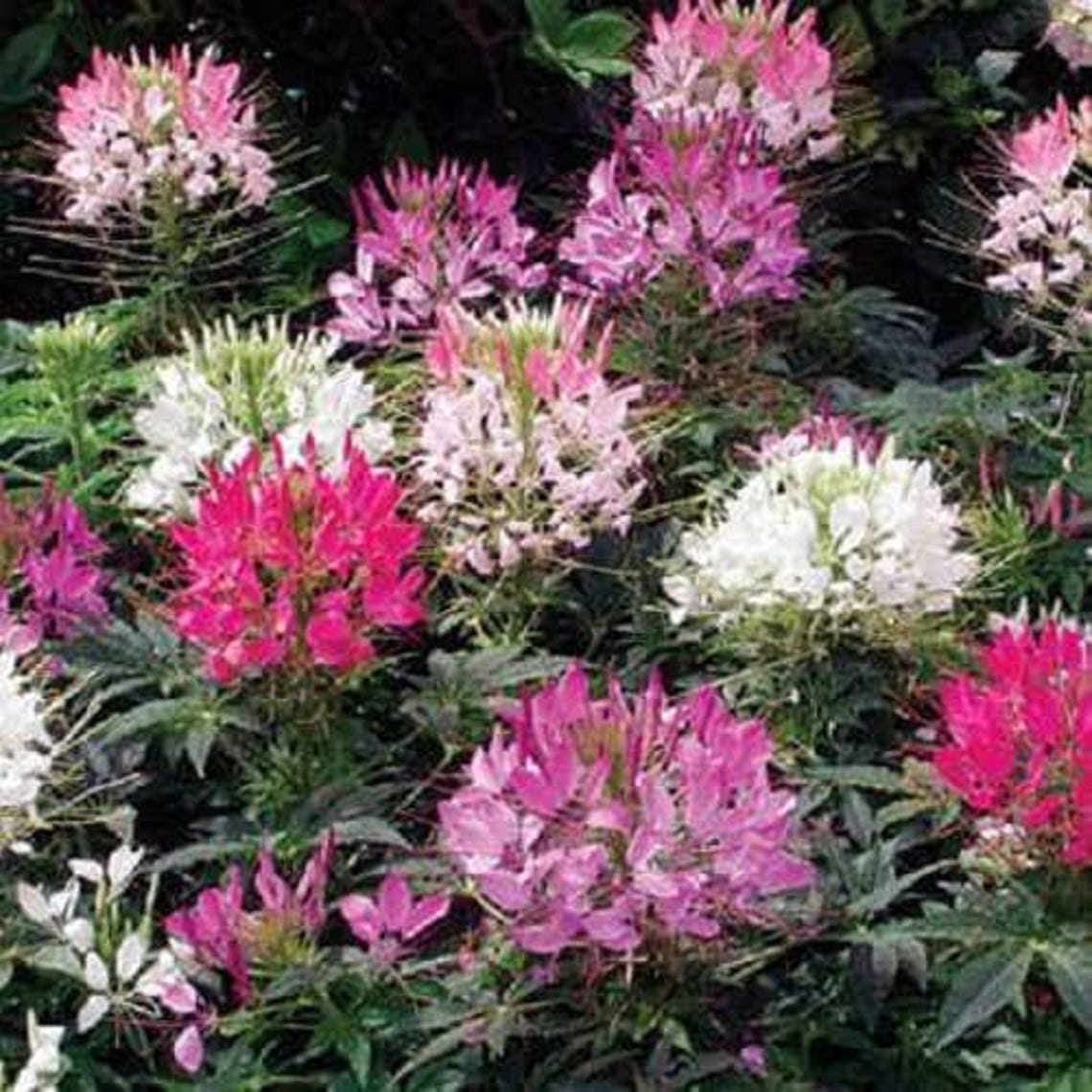 250 MIXED Colors QUEEN CLEOME (spider Flower) Cleome Hassleriana Cleome ...
