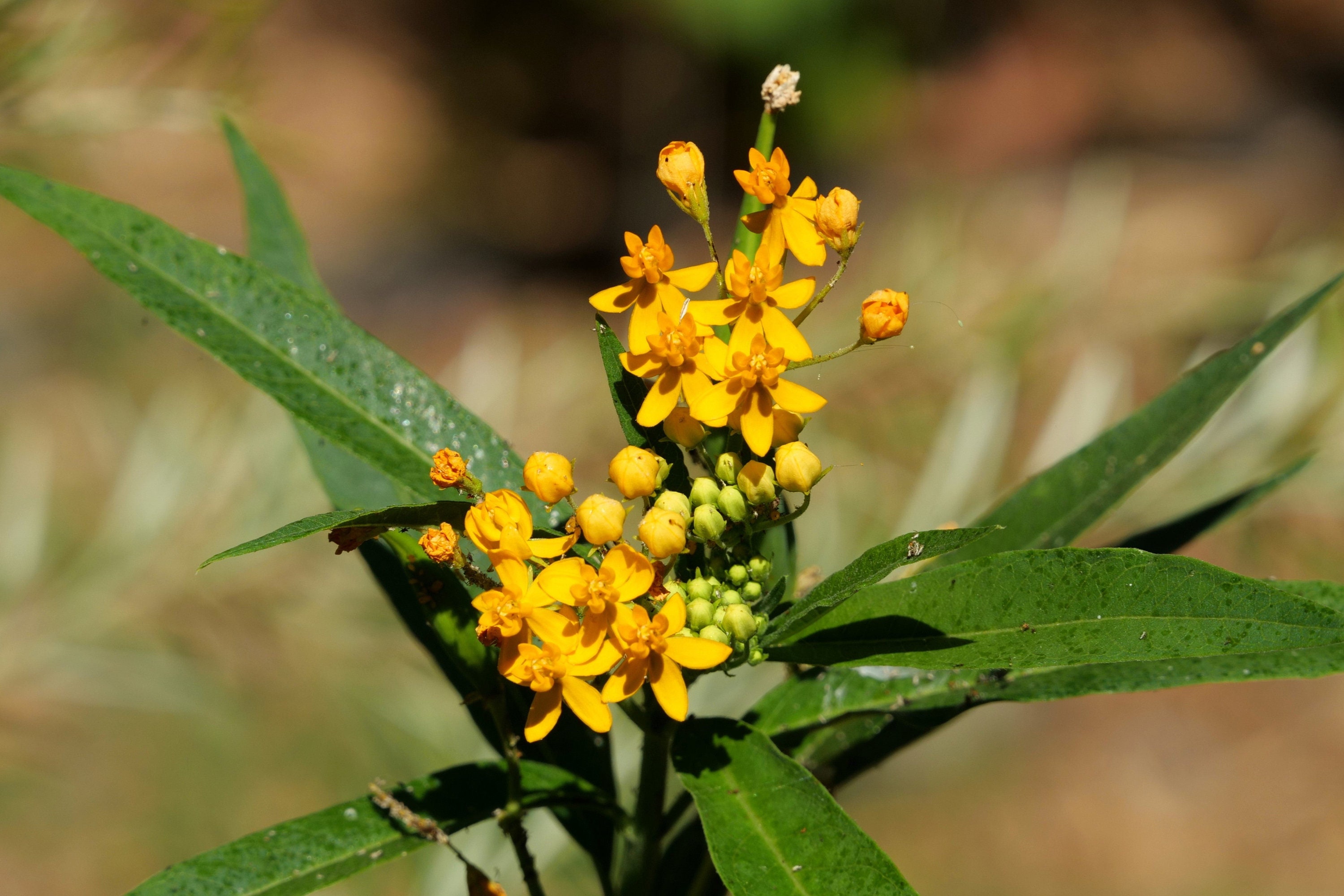 10 Bright YELLOW MILKWEED Butterfly Weed Asclepias Tuberosa Monarch ...