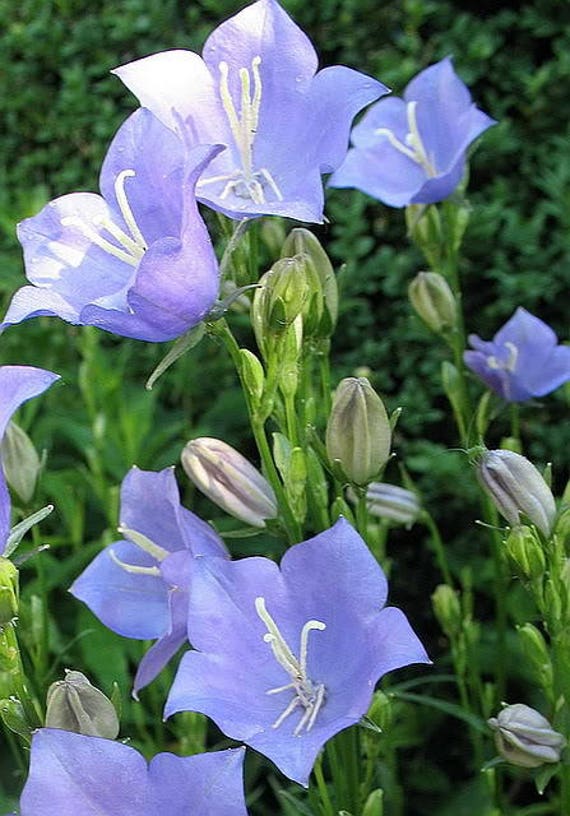 500 TELHAM BEAUTY BELLFLOWER Blue Peach Leaved Campanula | Etsy