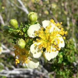 40 STANSBURY CLIFFROSE Purshia Stansburiana Cliff Rose Native Desert ...