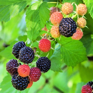 50 WHITEBARK Black RASPBERRY Western Blackcap Raspberry Rubus ...