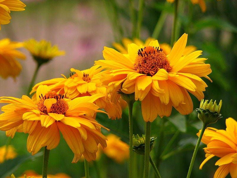 50 SUMMER SUN SUNDROPS Yellow Heliopsis Scabra False Sunflower Flower ...