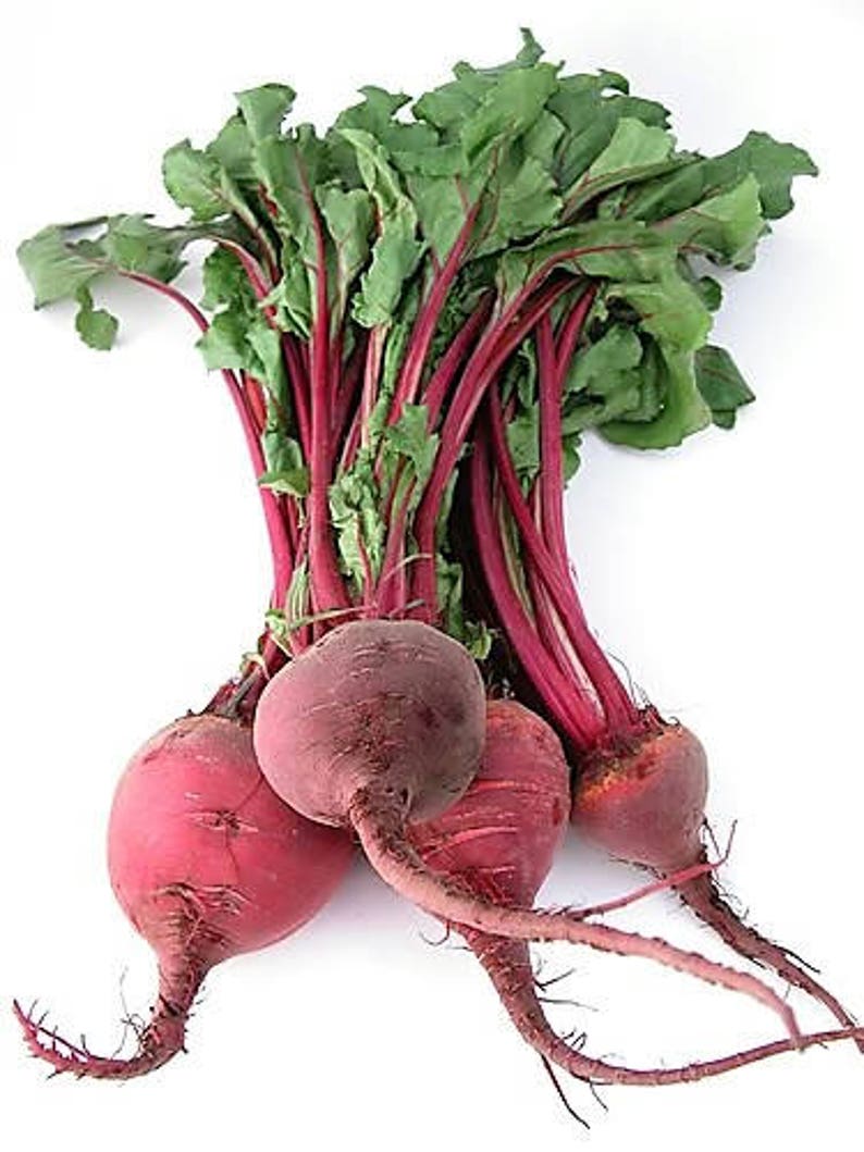 250 EARLY WONDER BEET Beta Vulgaris Vegetable Seeds | Etsy