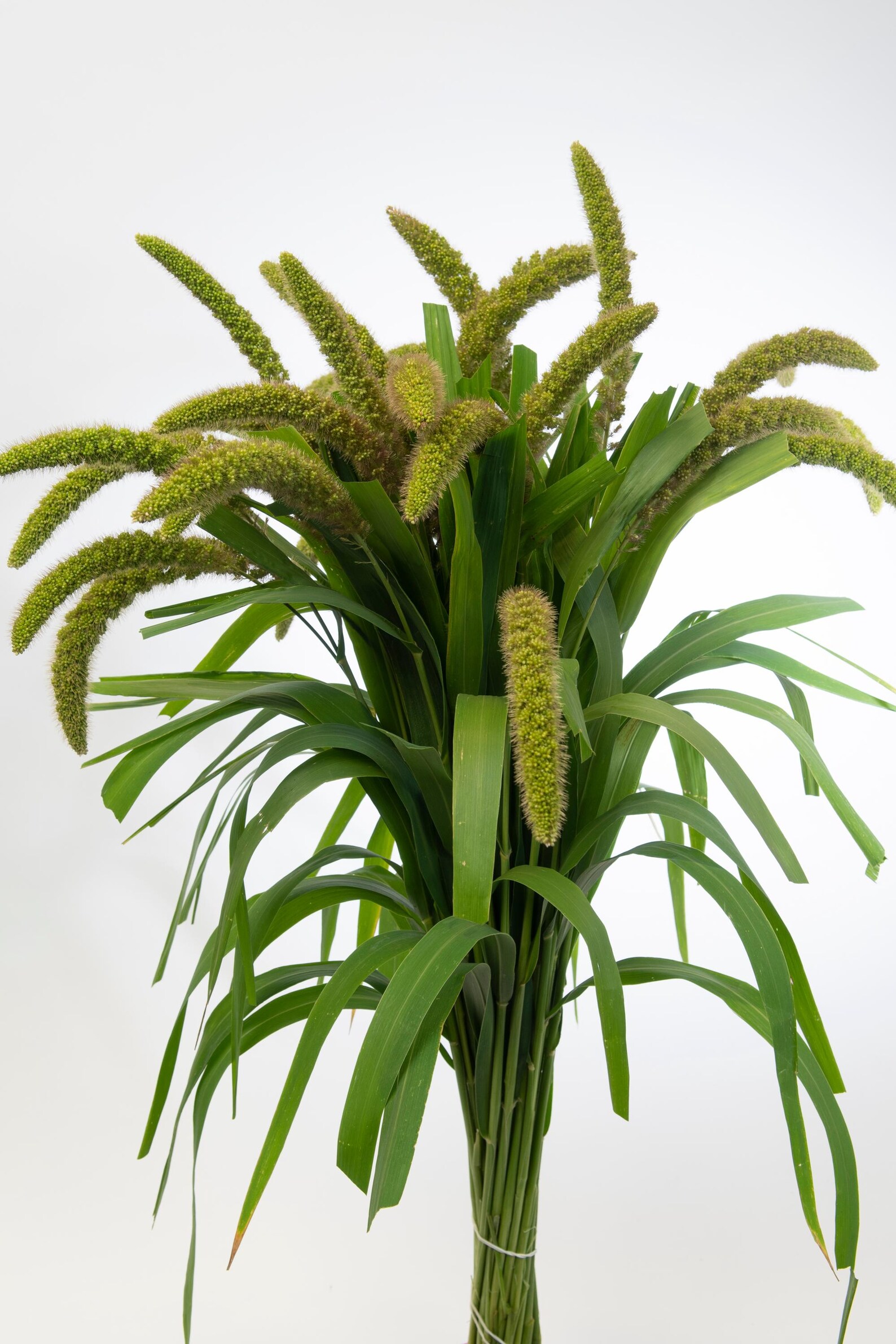 100 FOXTAIL MILLET Setaria Italica Ornamental Grass Flower Seeds *flat ...