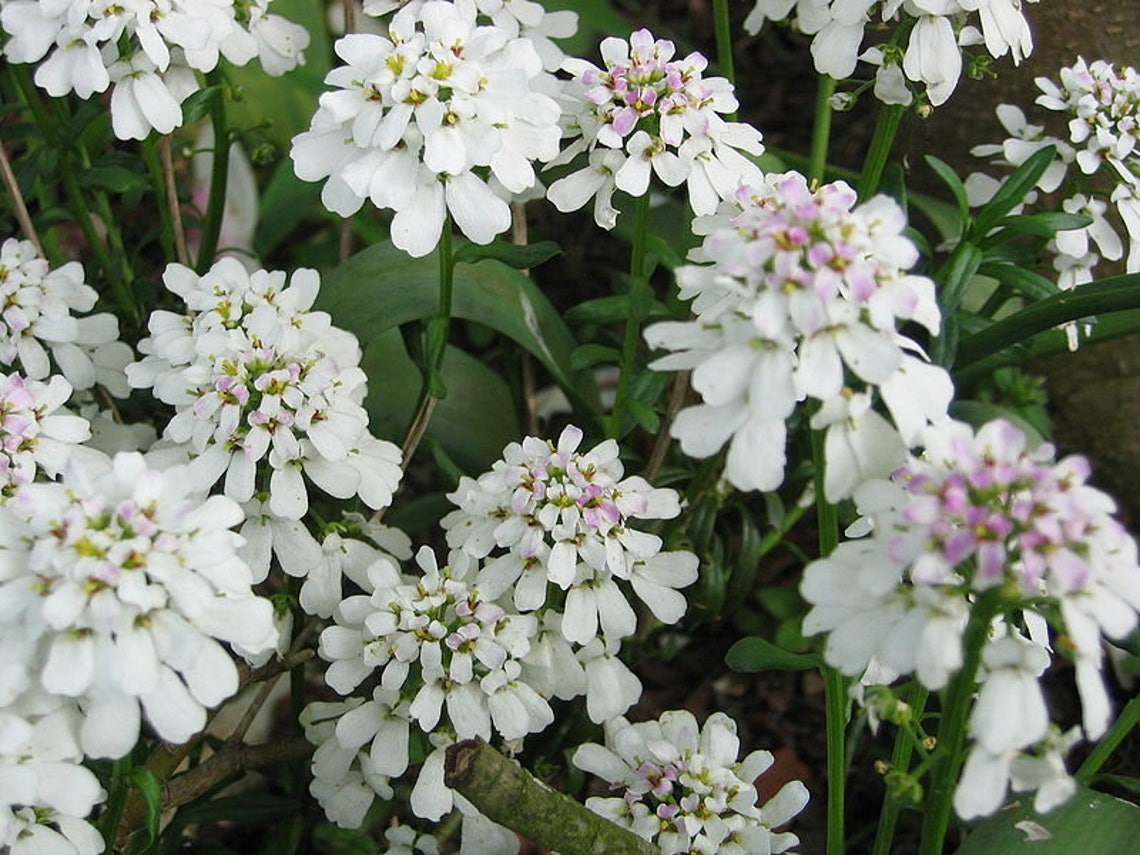 1000 WHITE EMPRESS CANDYTUFT Iberis Amara Groundcover Flower | Etsy