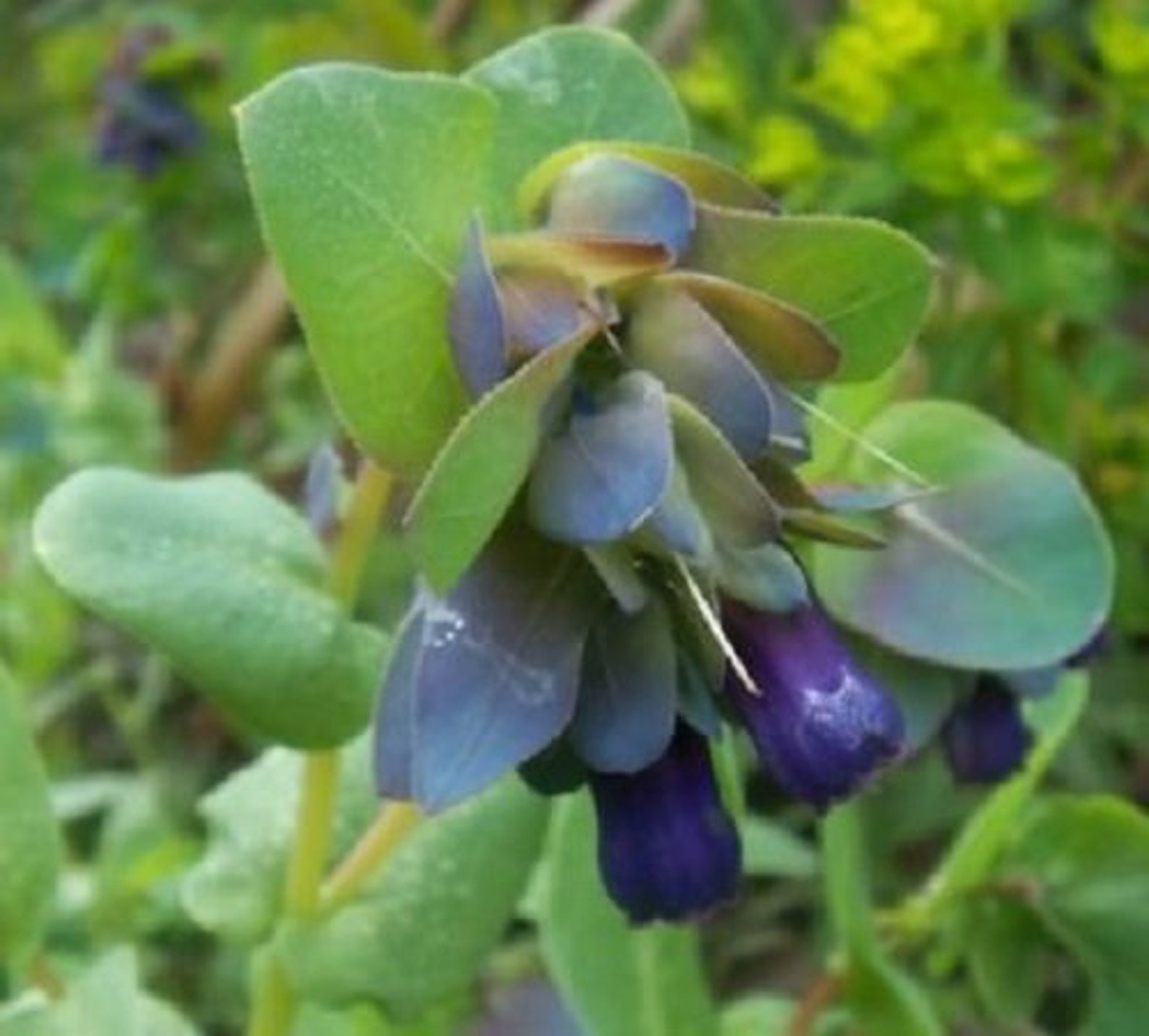 10 BLUE SHRIMP PLANT / Honeywort Cerinthe Major Flower Seeds - Etsy