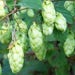 25 COMMON HOPS European Humulus Lupulus Vine Seeds Beer Making ...